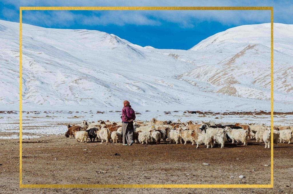 Where does Cashmere come from | Pashmina Editorial