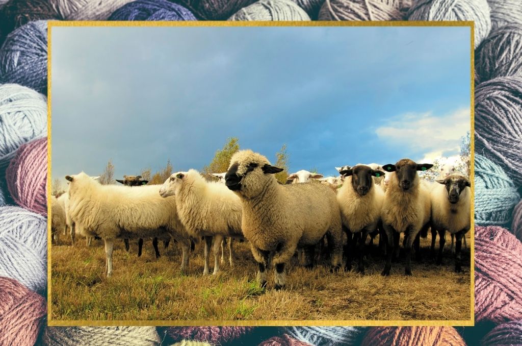 Types of Wool | Know what you are wearing | Pashmina Editorial
