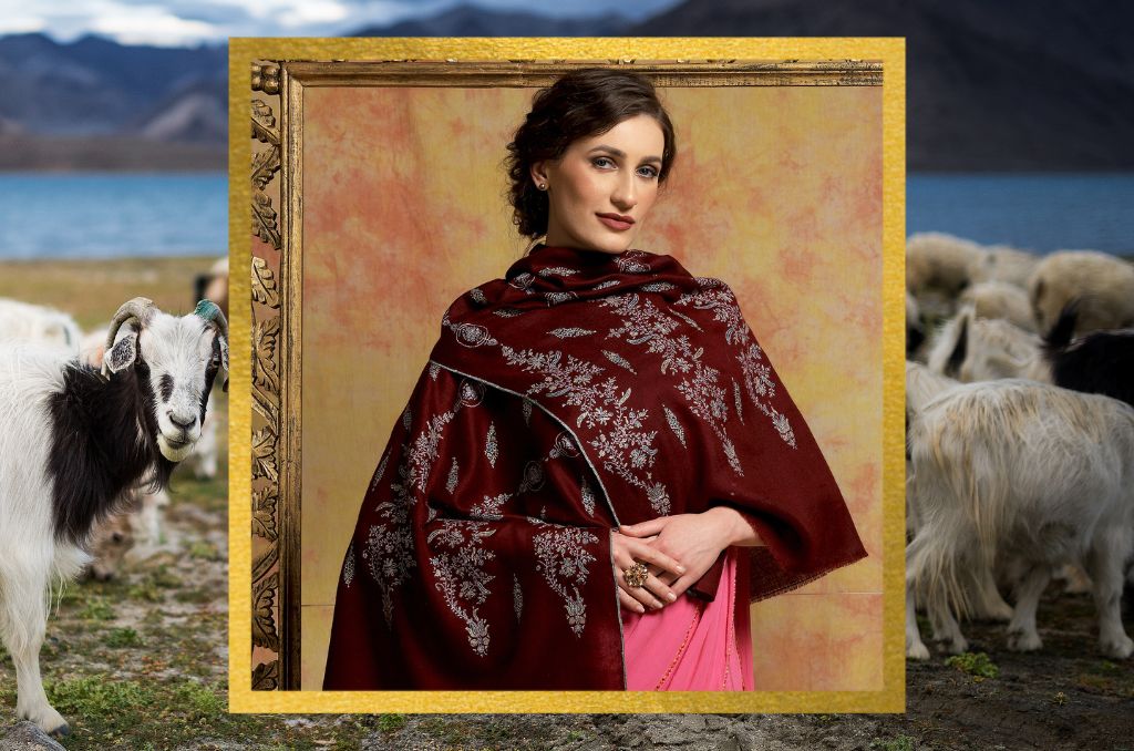Which goat breed produces Pashmina? - Pashmina Editorial