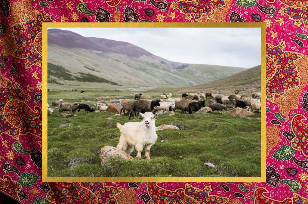 What is Pashmina | How is it Different from Wool | Pashmina Editorial